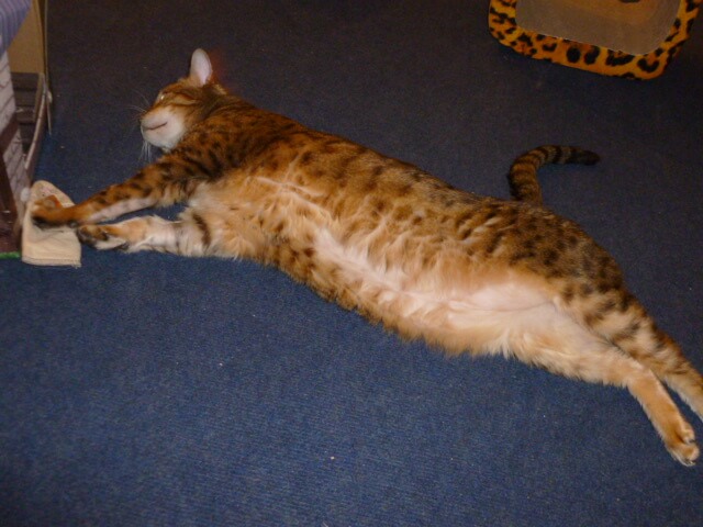 Cat Owners - The Hyperthyroid Cat Centre