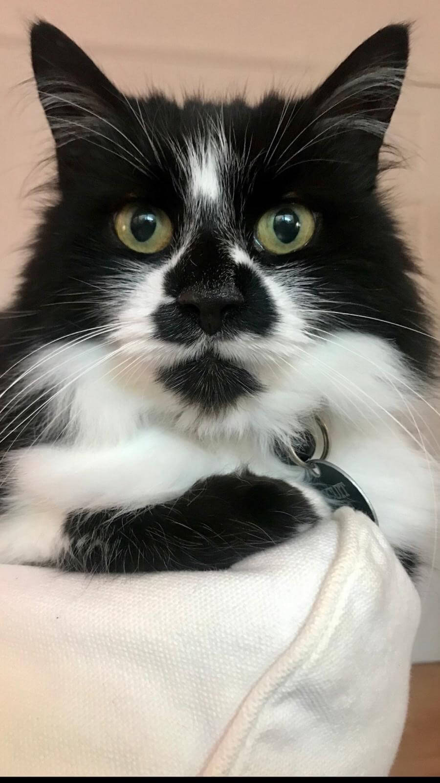 Well, it’s nearly 6 weeks and ‘Biscuit’ looks gorgeous - The ...